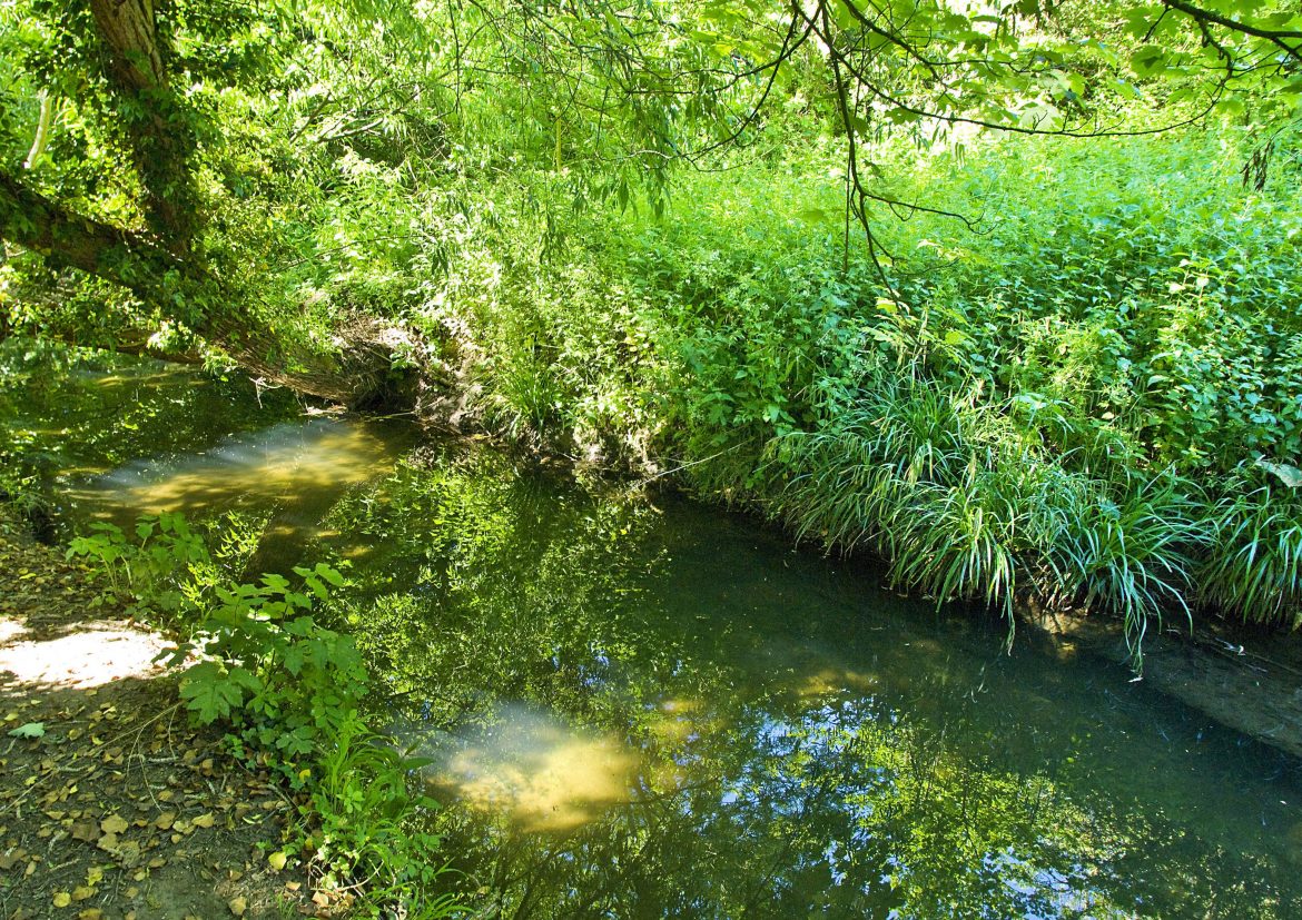 New data reveals the appalling state of Kingston's Hogsmill River ...