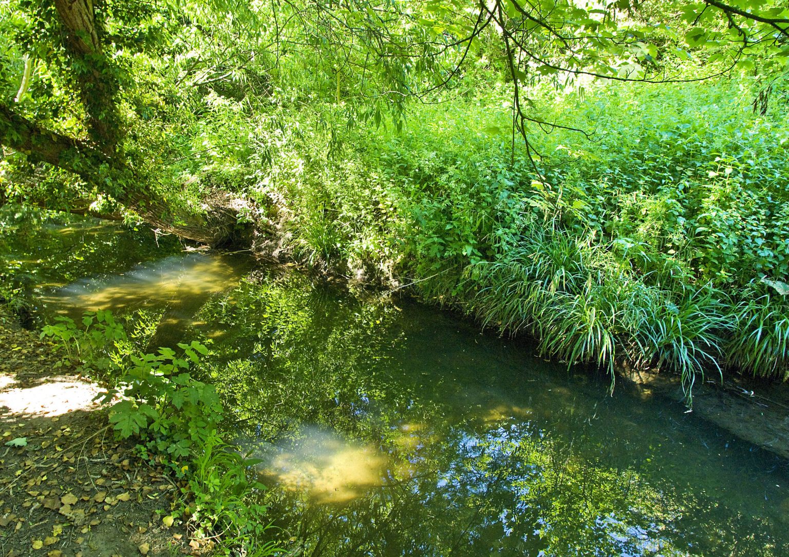 New data reveals the appalling state of Kingston's Hogsmill River ...
