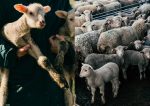 Silence of the lambs: how lambing season can open our eyes to the ...