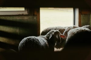 Silence of the lambs: how lambing season can open our eyes to the ...