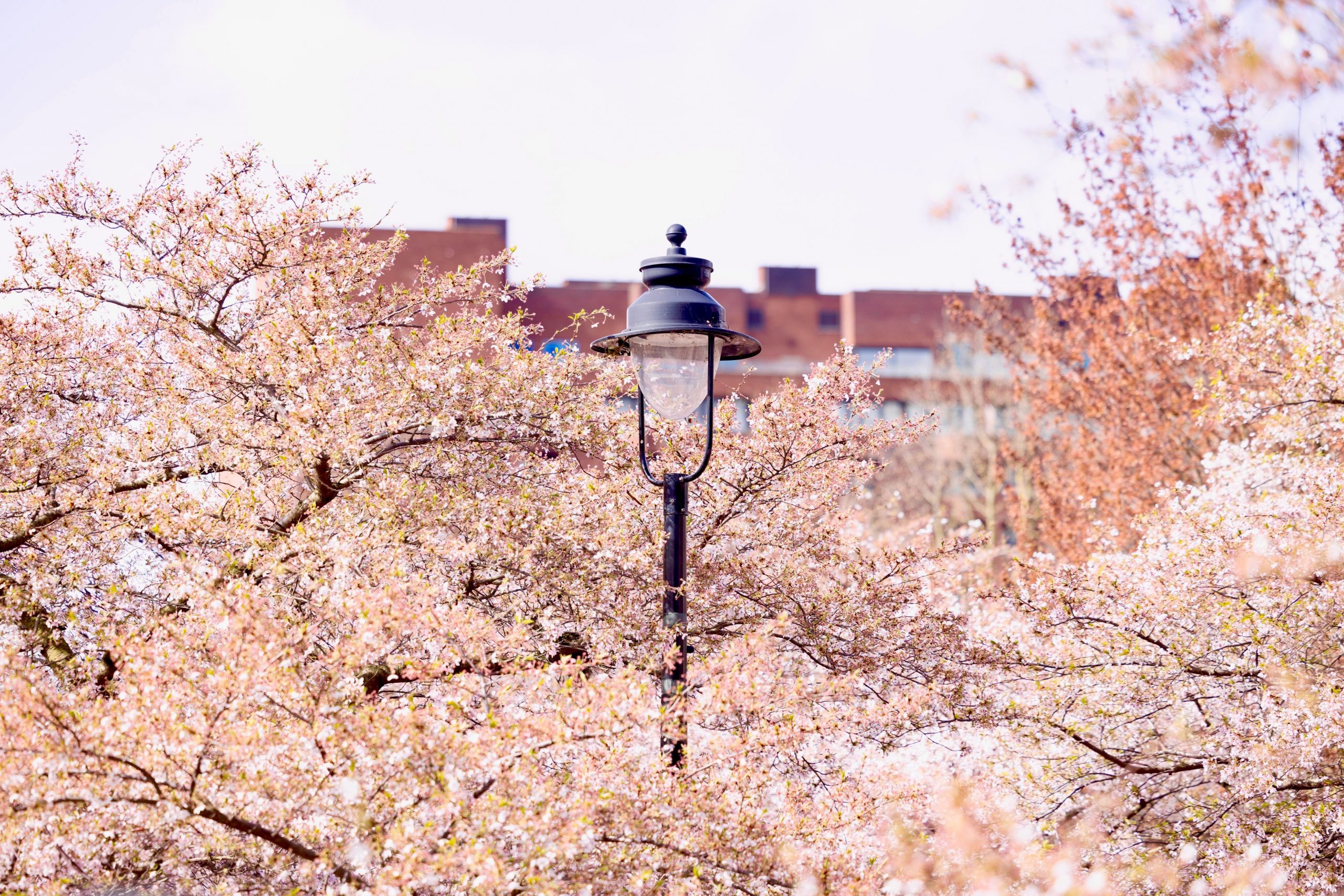 Spring Forward – Kingston Courier