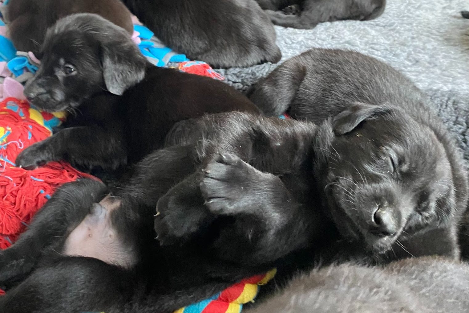 Local lab gives birth to one of England’s largest ever litters ...